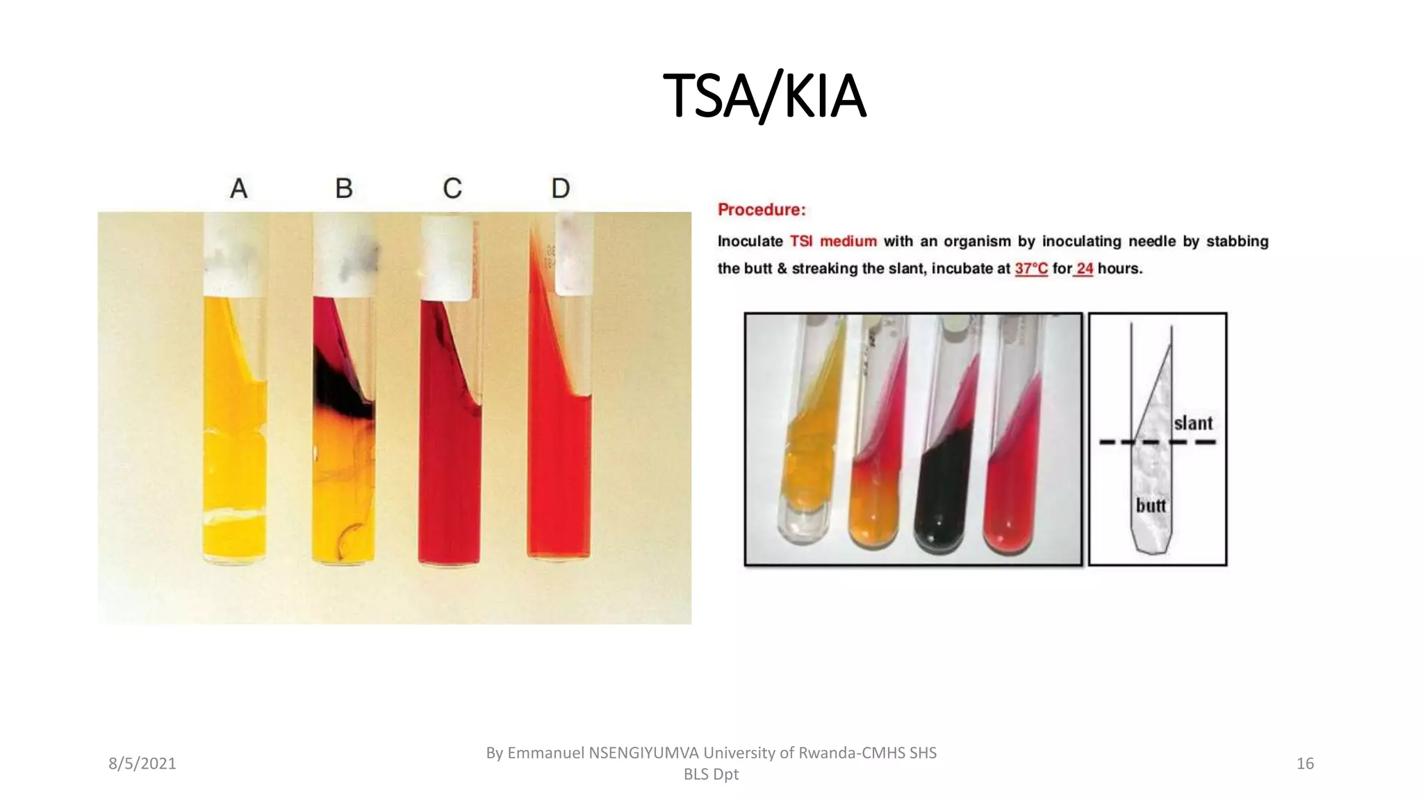 BACTERIA IDENTIFICATION TESTS | PPTX