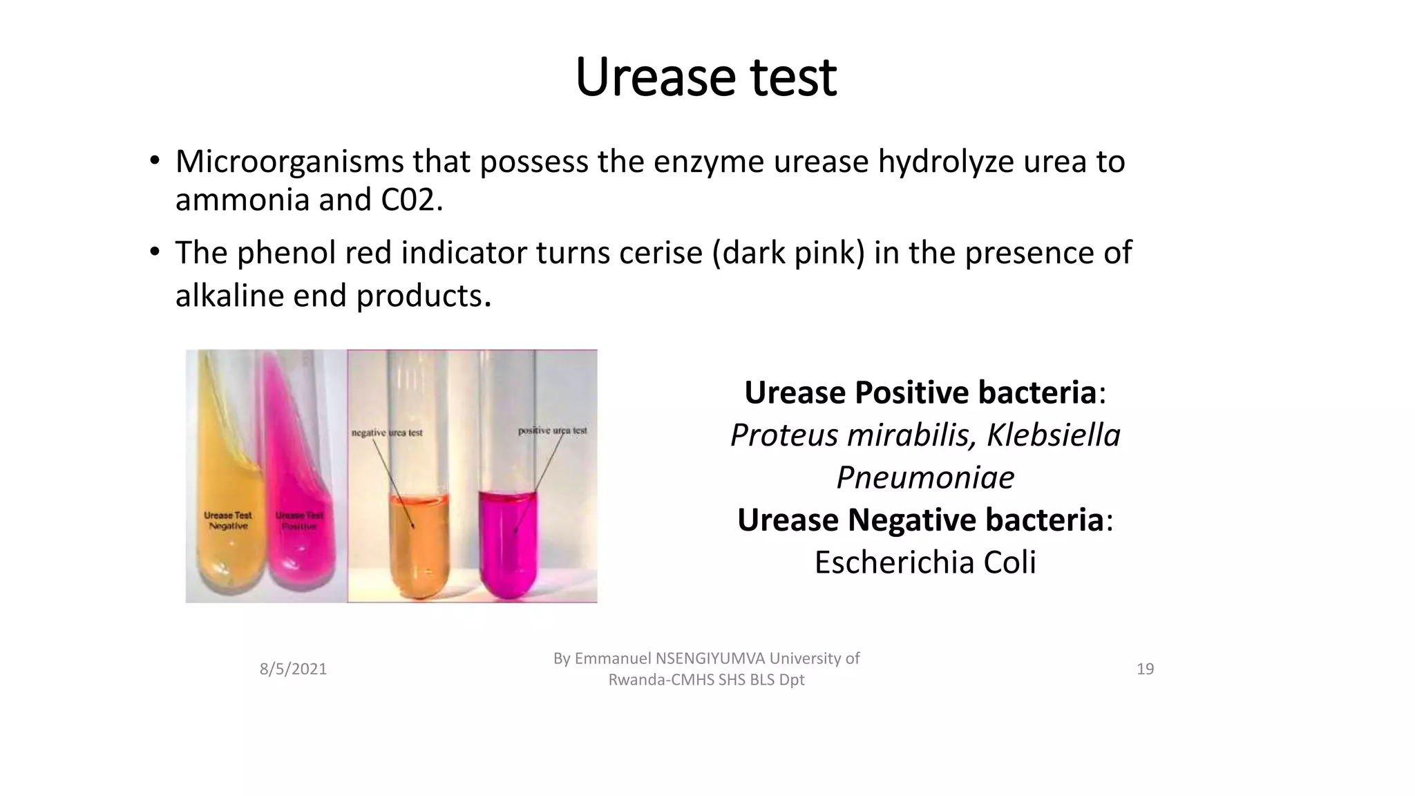 BACTERIA IDENTIFICATION TESTS | PPTX