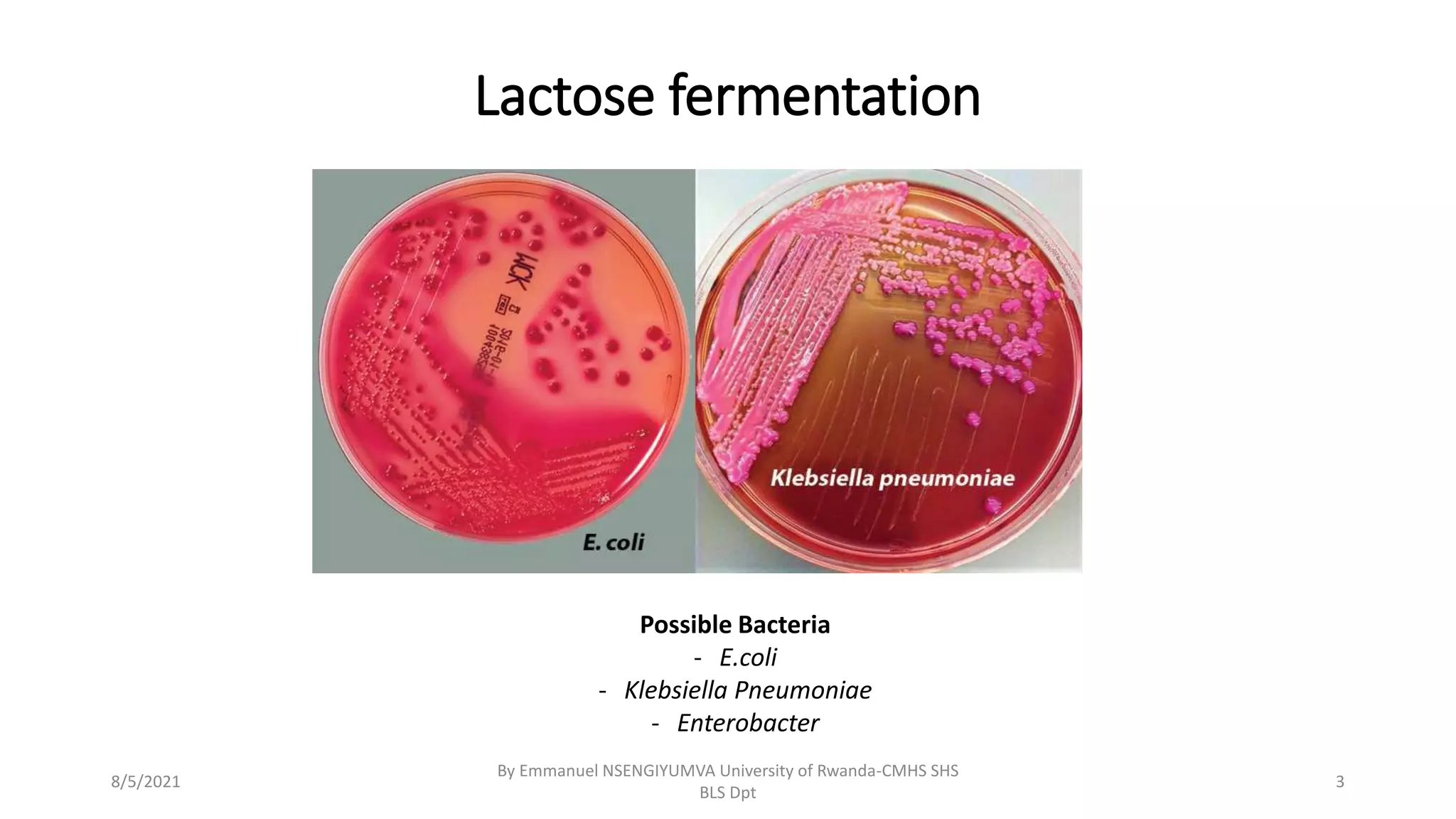 BACTERIA IDENTIFICATION TESTS | PPTX