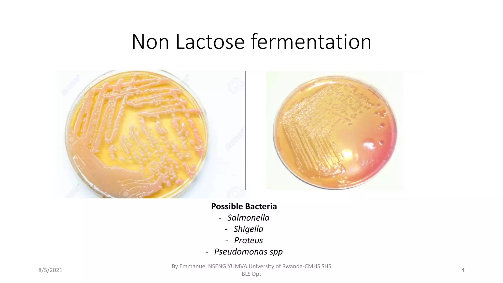 BACTERIA IDENTIFICATION TESTS | PPTX