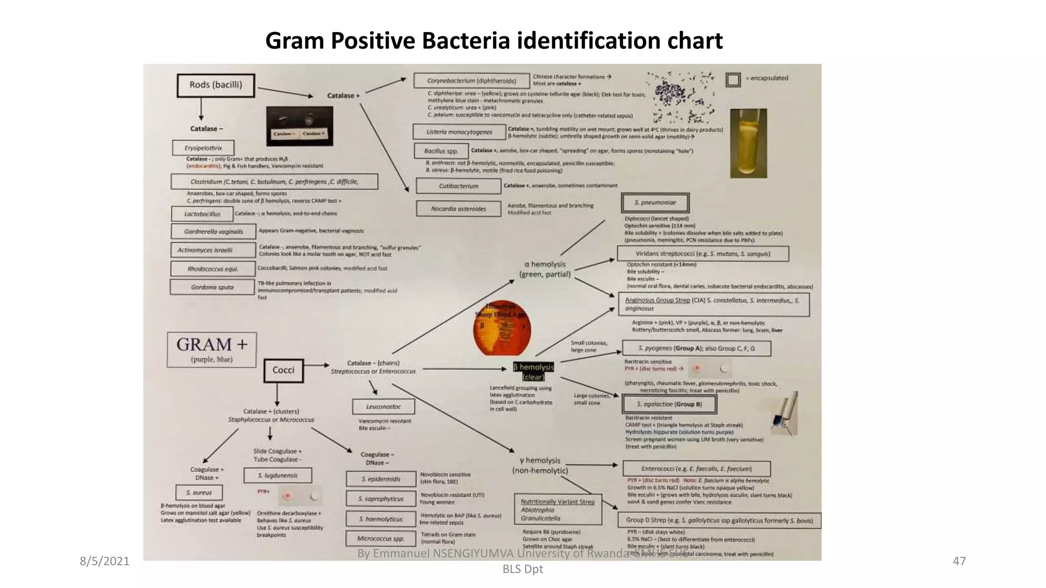 BACTERIA IDENTIFICATION TESTS | PPTX