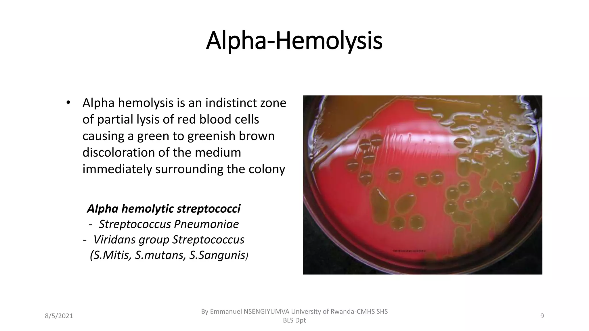 BACTERIA IDENTIFICATION TESTS | PPTX