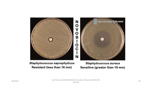 BACTERIA IDENTIFICATION TESTS | PPTX