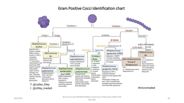 BACTERIA IDENTIFICATION TESTS | PPTX
