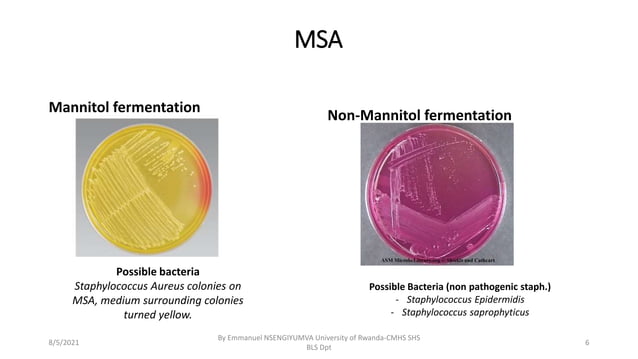BACTERIA IDENTIFICATION TESTS | PPTX