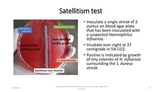 BACTERIA IDENTIFICATION TESTS | PPT