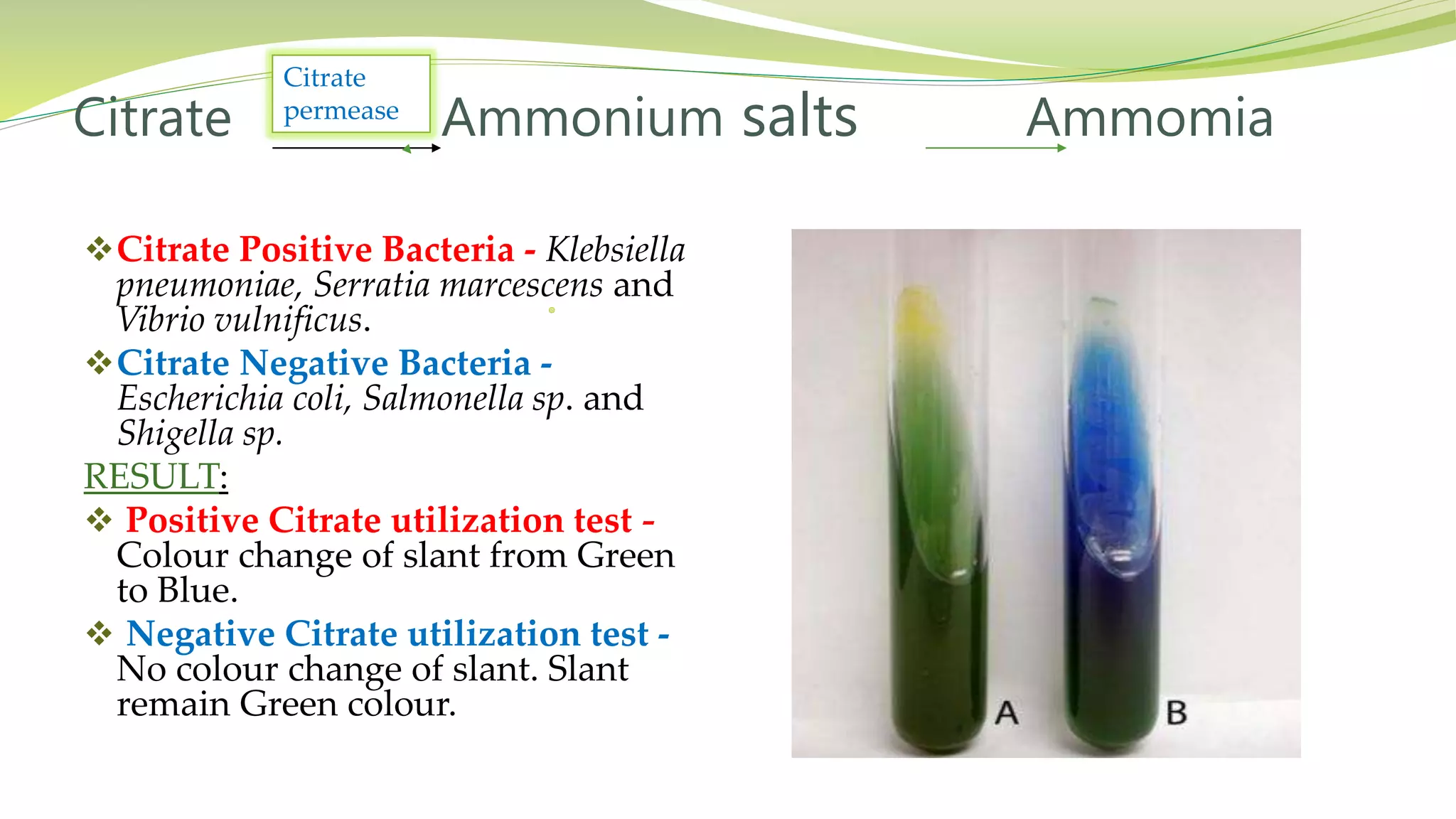 Biochemical test (im vi c) | PPTX