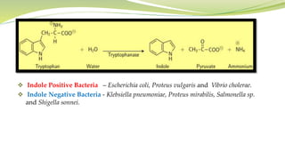 Biochemical test (im vi c) | PPTX