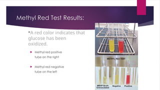 Biochemical Tests for Microbial Identification | PPT