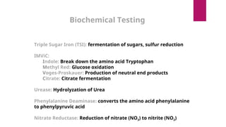 Biochemical Tests for Microbial Identification | PPT