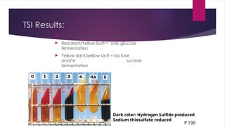 Biochemical Tests for Microbial Identification | PPT