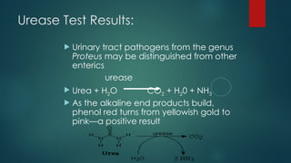 Biochemical Tests for Microbial Identification 2 | PPT
