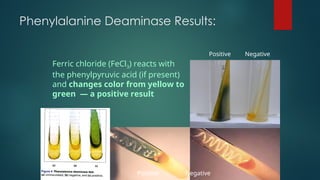 Biochemical Tests for Microbial Identification 2 | PPT