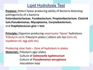Lipid Hydrolysis Test