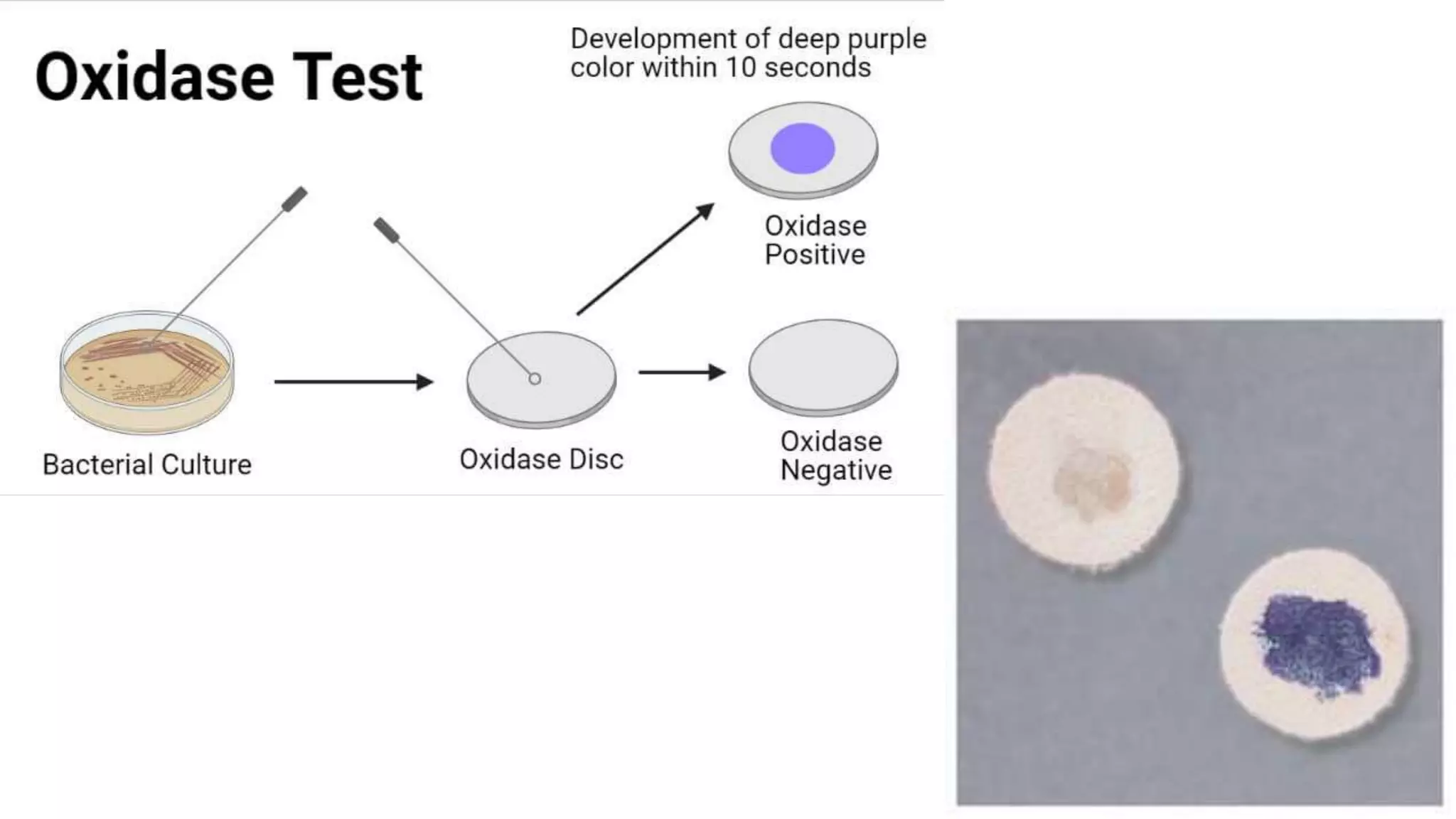 Biochemical tests for bacterial identification | PPTX | Chemistry | Science