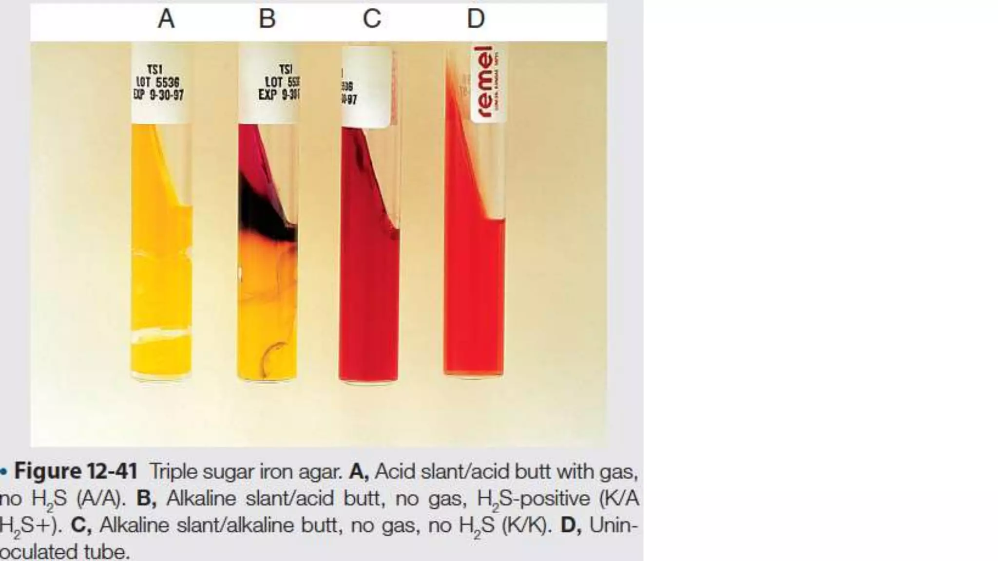 Biochemical tests for bacterial identification | PPTX