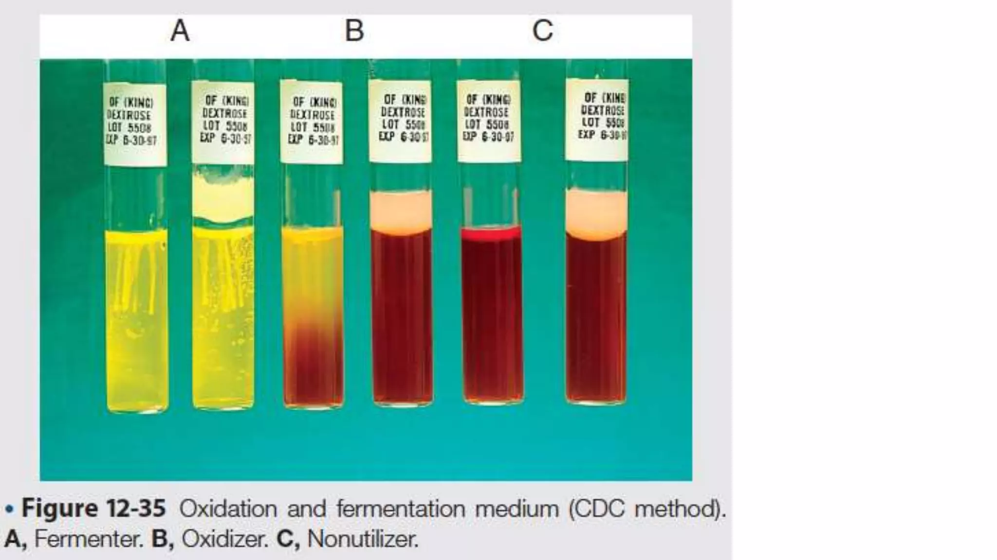 Biochemical tests for bacterial identification | PPTX