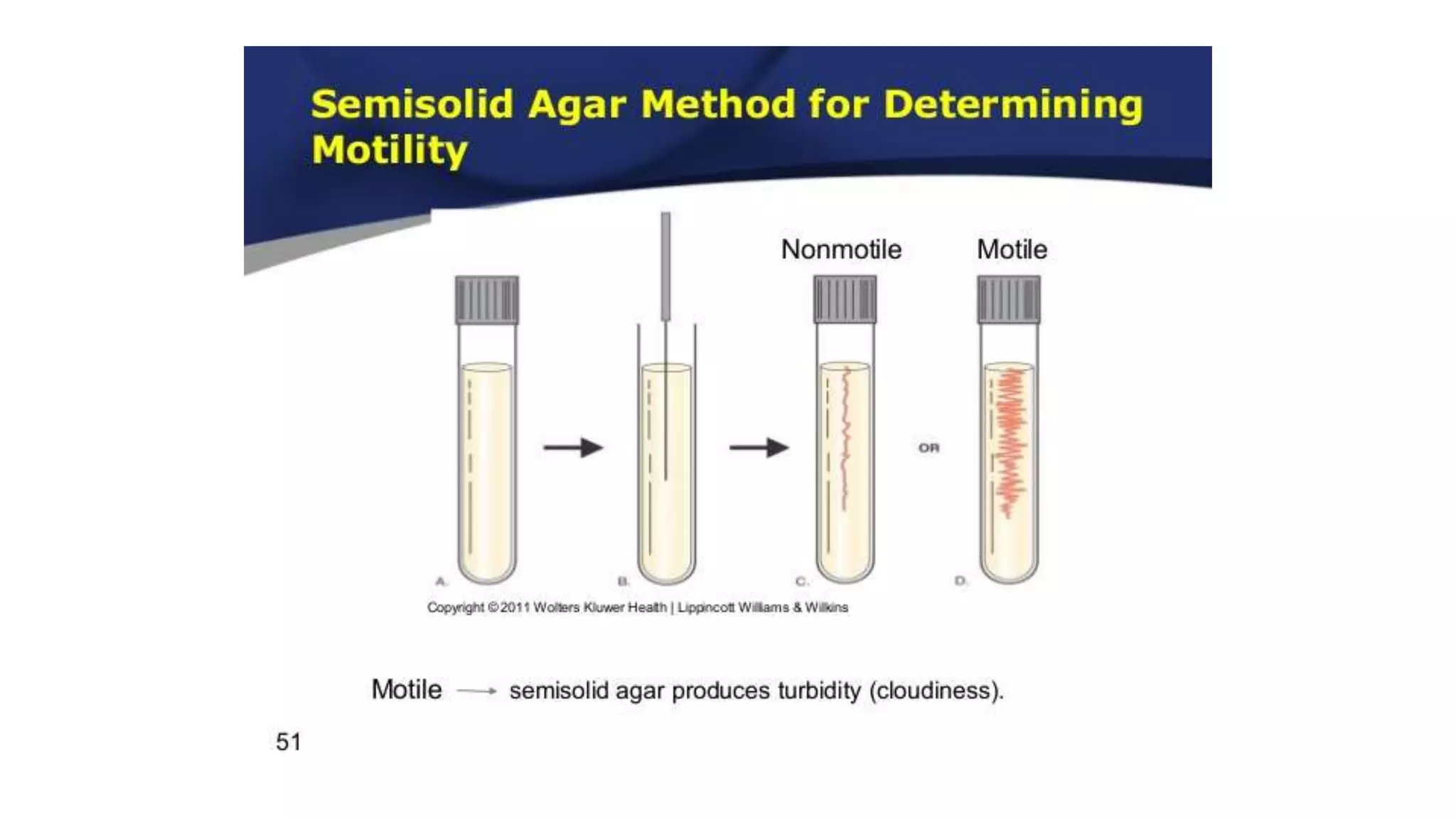 Biochemical tests for bacterial identification | PPTX