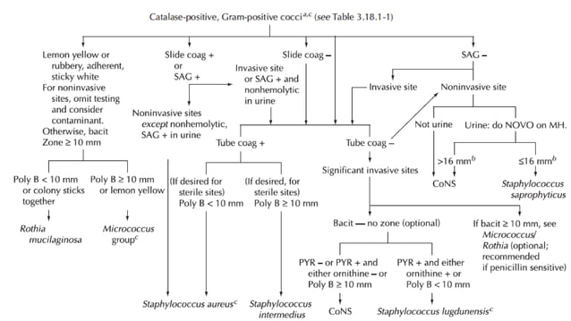 Biochemical tests for bacterial identification | PPTX | Chemistry | Science