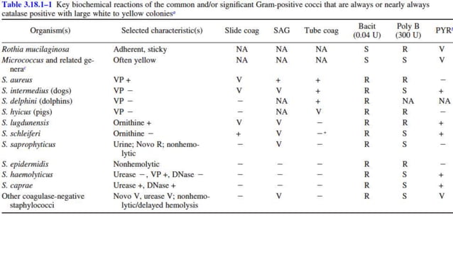 Biochemical tests for bacterial identification | PPTX | Chemistry | Science