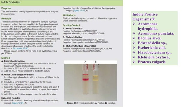 Biochemical tests for bacterial identification | PPTX | Chemistry | Science