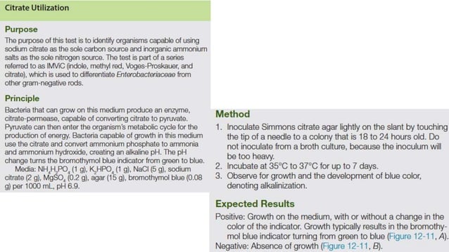 Biochemical tests for bacterial identification | PPTX | Chemistry | Science