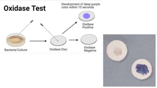Biochemical tests for bacterial identification | PPTX