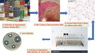 Biochemical tests for bacterial identification | PPTX