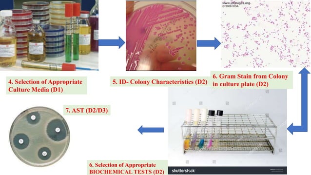 Biochemical tests for bacterial identification | PPTX | Chemistry | Science