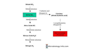 Biochemical tests for bacterial identification | PPTX
