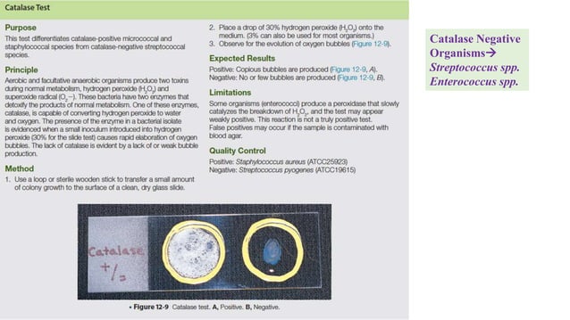 Biochemical tests for bacterial identification | PPTX | Chemistry | Science
