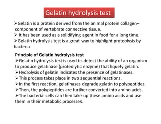 Biochemical tests for characterization of bacteria | PDF