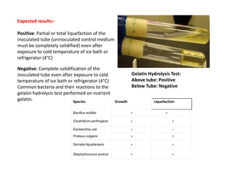 Biochemical tests for characterization of bacteria | PDF