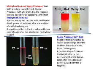 Biochemical tests for characterization of bacteria | PDF