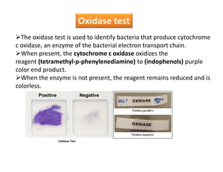 Biochemical tests for characterization of bacteria | PDF