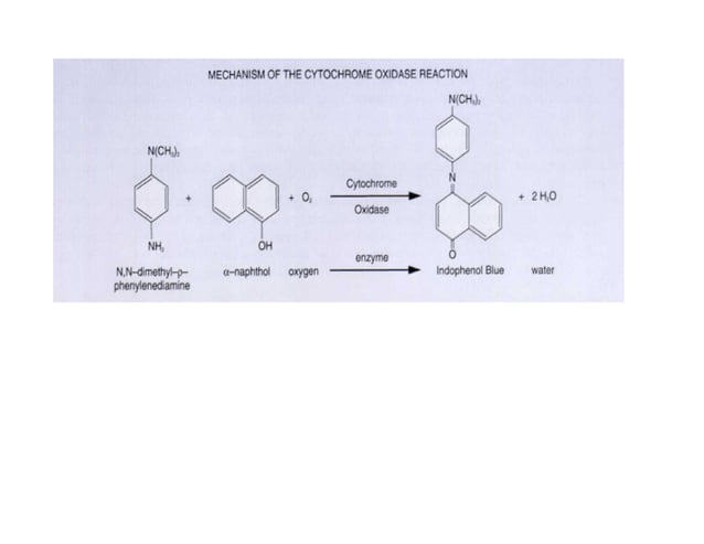 Biochemical tests for characterization of bacteria | PDF