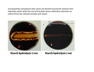 Starch Hydrolysis Test