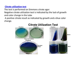 Citrate Test