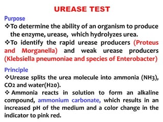 Biochemical tests for identification of bacteria | PPT
