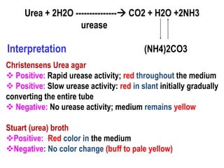 Biochemical tests for identification of bacteria | PPT