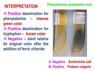 Biochemical tests for identification of bacteria | PPT