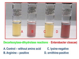 Lysine Decarboxylase Test Reaction
