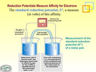 Biochemica redox reactions | PPT