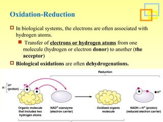 Biochemica redox reactions | PPT