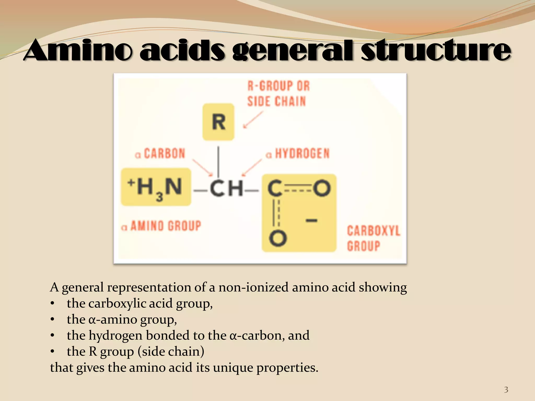 General Structure Of Amino Acids