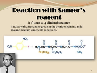Amino Acids: Structures, Physical and Chemical properties, Groups ...