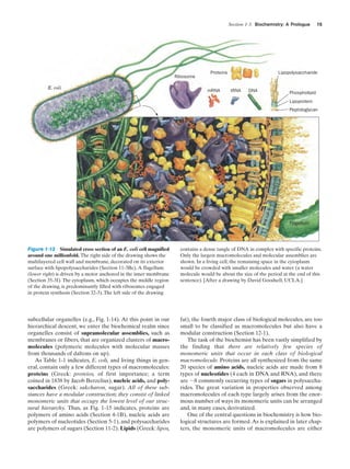 Biochemistry.4th.edition | PDF