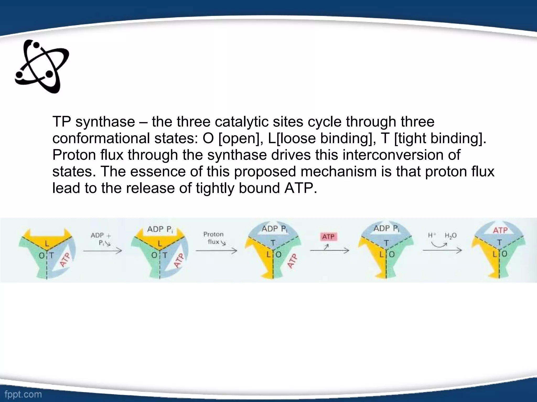Biochemistry Electron transport chain | PPT