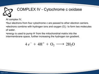 Biochemistry Electron transport chain | PPT