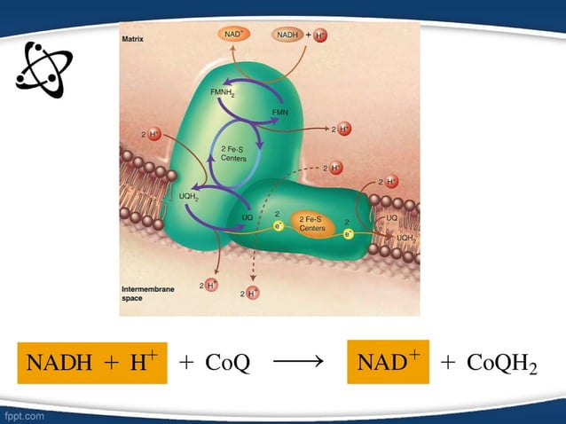 Biochemistry Electron transport chain | PPT